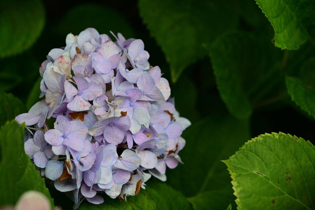 How do I control bug infestations and weeds? Ask Dan Gill ...
