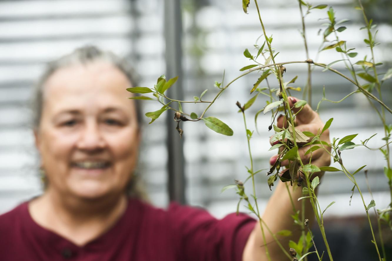 Is manglier tea really a cure-all? Curious Louisiana digs into age-old ...
