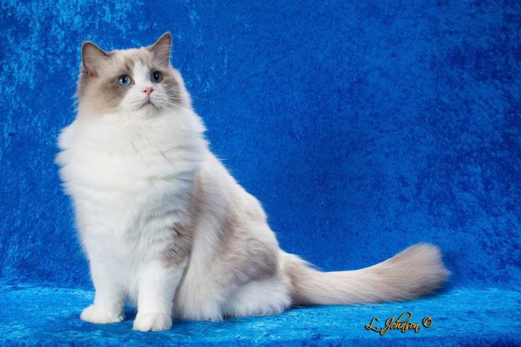 Cat fans and their furry friends converge upon Lamar-Dixon ...