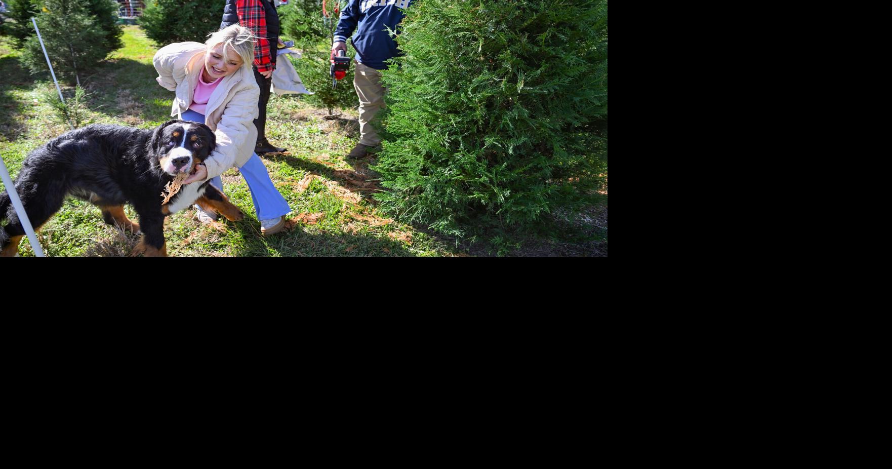 Photos: Christmas Tree Shopping at Windy Hills Farms | Baton Rouge ...