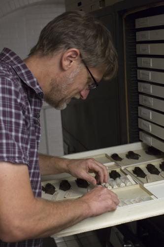 No vampires here, but Louisiana could hold key in bat survival — a ...