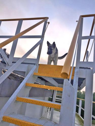 Found atop a gasoline tank, German shepherd has new home ...