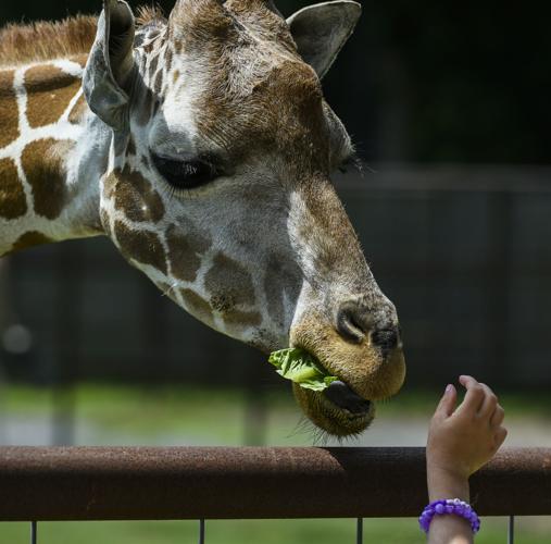 Photos: World Giraffe Day | Photos | theadvocate.com