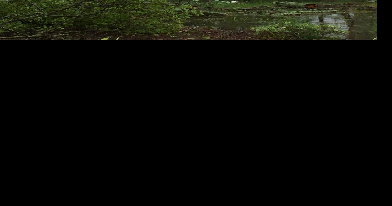 Possible tornado reported in Baton Rouge, NWS says; Video shows snapped ...