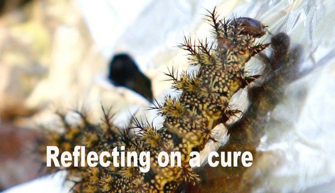 Newcomers' guide to the 5 New Orleans bugs that bug us most | Louisiana ...