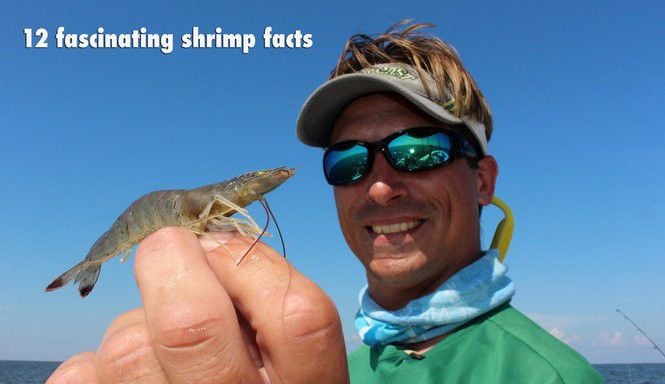 12 fascinating shrimp facts | Louisiana Outdoors | theadvocate.com