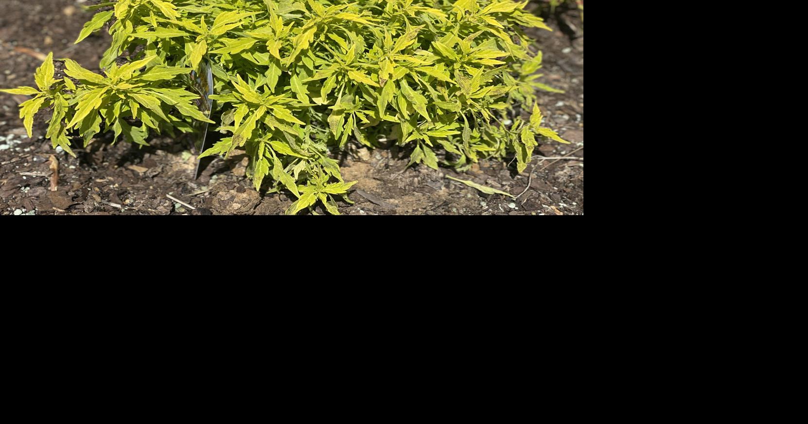 Garden News: Spice up your landscape with the FlameThrower coleus ...