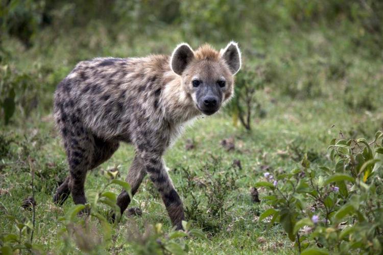 ‘Kenya 3D’ at IMAX is a spectacular look at animals in nature | Movies ...