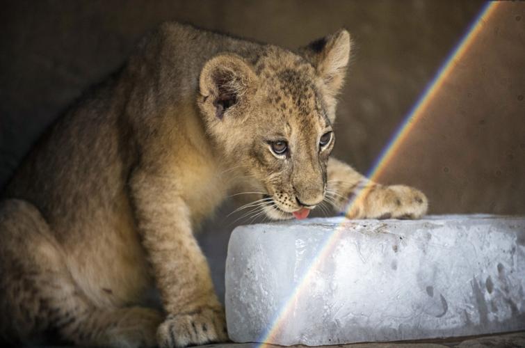 Cute and clumsy, Zoosiana's lion cubs will only be safe for cuddles for ...