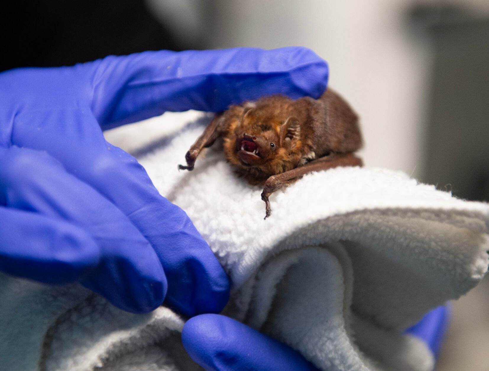 Lafayette woman rescues and rehabilitates thousands of birds ...