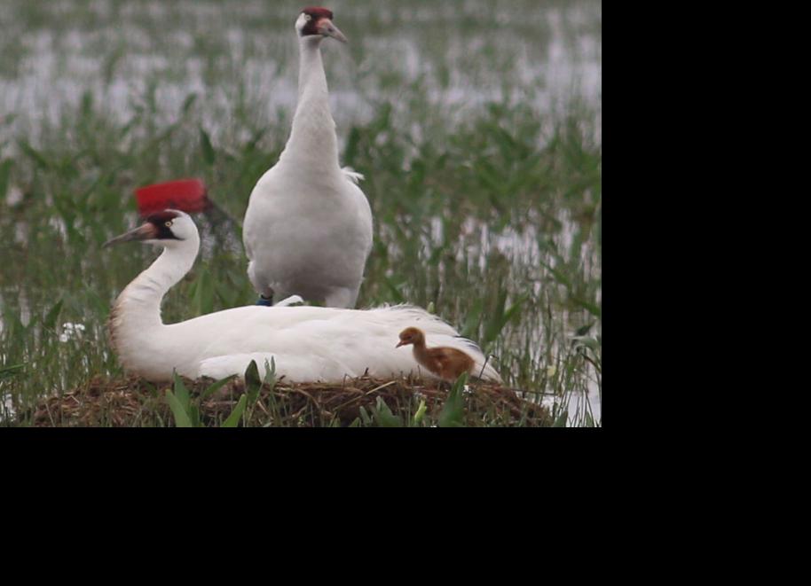 Whooping Crane Art Art Show and Contest scheduled | Entertainment/Life ...