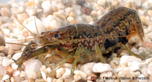 'We’re being invaded by an army of clones'; Plot twist: They're ...