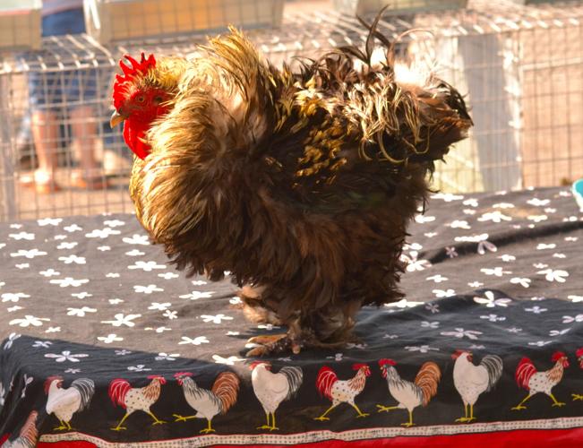From plates to pets: Designer chickens transcend previous roles ...