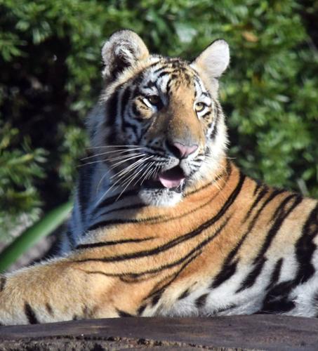 Photos: First look at LSU's newest live tiger mascot, Mike VII! | LSU ...
