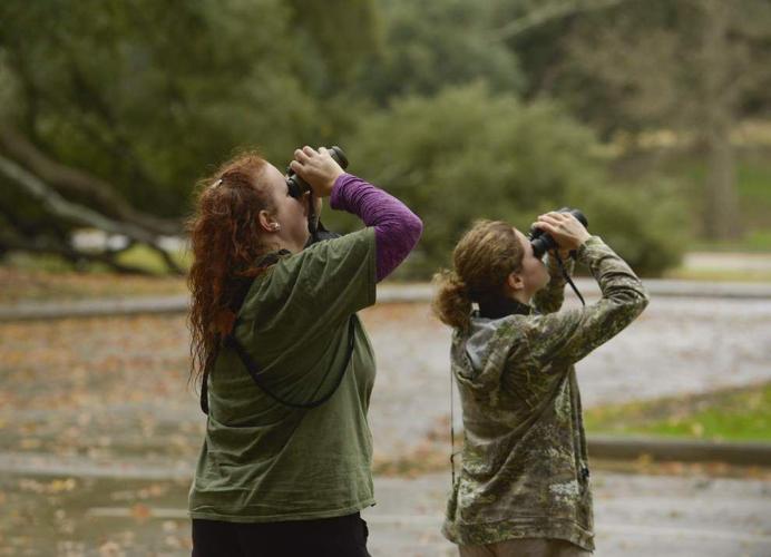 Mesmerizing new bird-migration map shows Louisiana a popular destination | Nation World ...