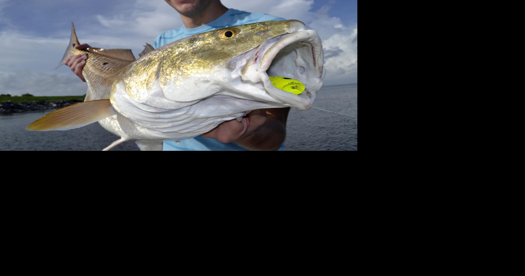 Schools of redfish also holding along Lake Pontchartrain's south shore ...