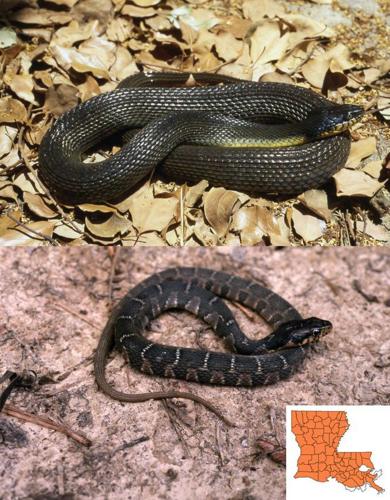 Snakes of Louisiana: 46 of the state's slithery species | Louisiana ...