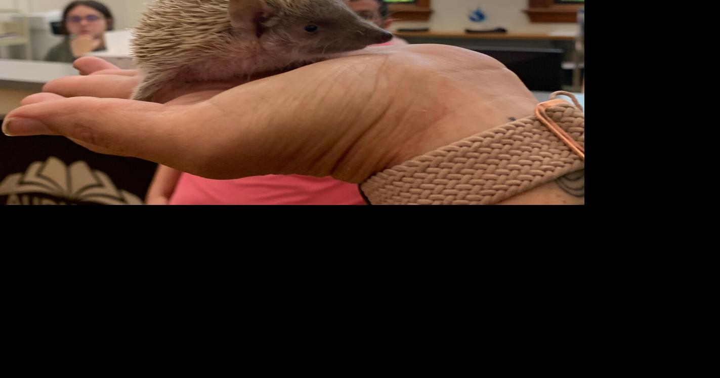 Petting the animals a part of Nature on the Geaux visits at Audubon ...