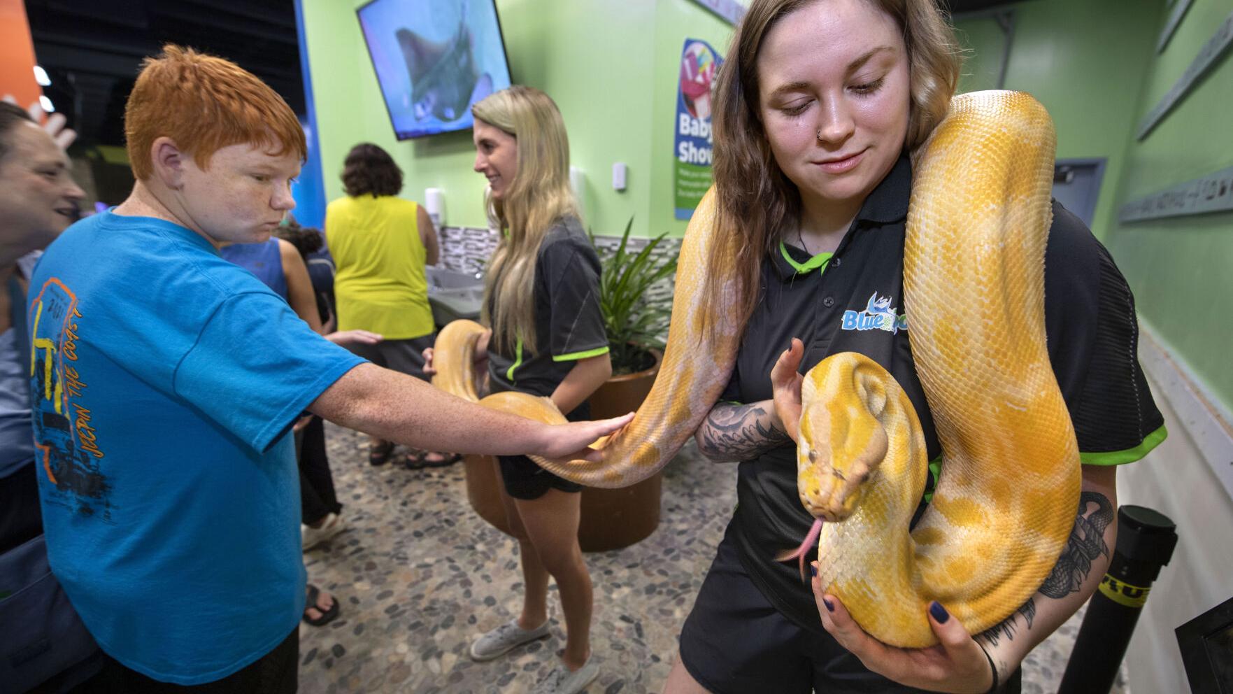 albino python escape