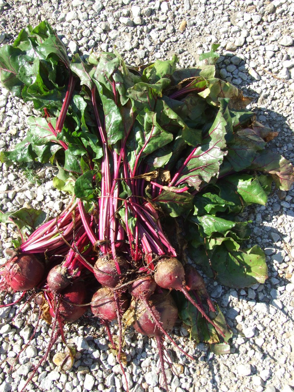 Garden News: Get with the beat and plant beets | Home/Garden ...