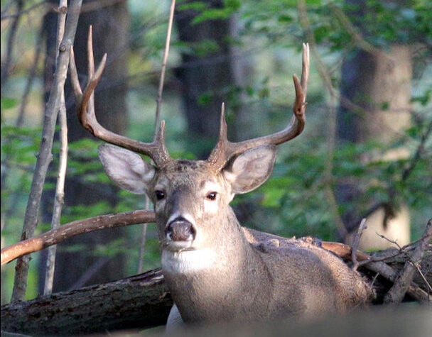 Deer hunting season opens in Louisiana, here's what to know | News ...