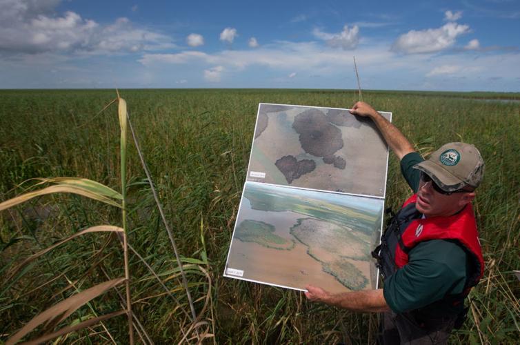 Insects feast on Louisiana wetlands, inviting the Gulf in | Environment ...