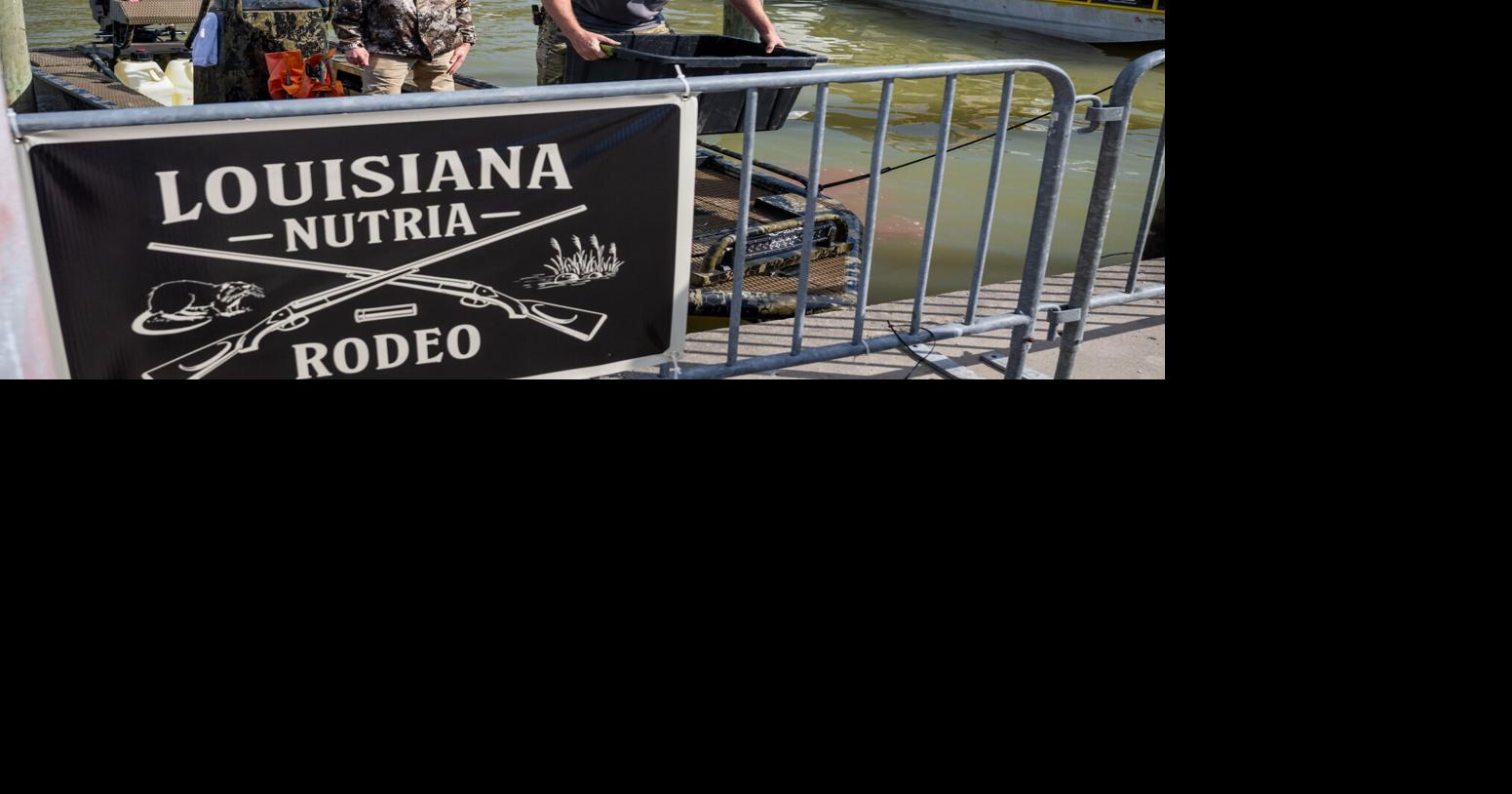 Louisiana nutria rodeo takes aim at harmful invasive species | News ...