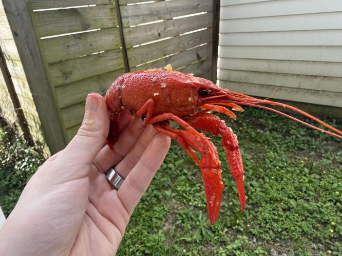 I tried the crawfish from Chow Yum in Baton Rouge | Food/Restaurants ...