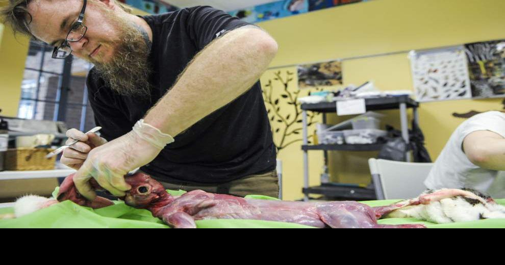 Photos: ‘Ethical Taxidermy’ workshop at Audubon Zoo | Baton Rouge ...