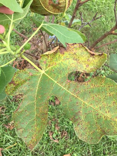 Digging In: Rusty fungus on fig leaves doesn't affect the fruit | Home Garden | theadvocate.com