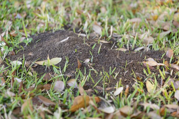 Try Texas two-step to get pesky fire ants under control | Home/Garden ...