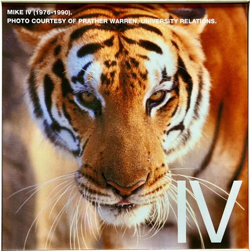 Where are the resting places of the deceased Mike the Tigers | Curious Louisiana | theadvocate.com