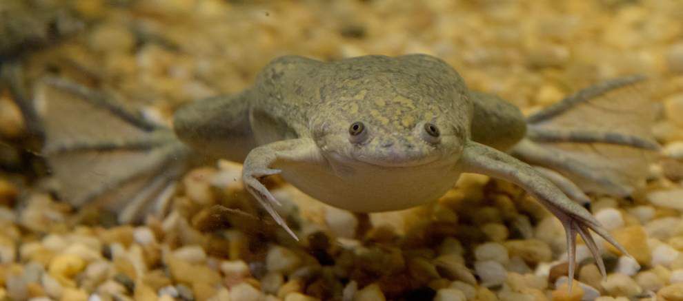 Aububon Zoo opens frog exhibit, new Discovery Walk | Entertainment Life ...