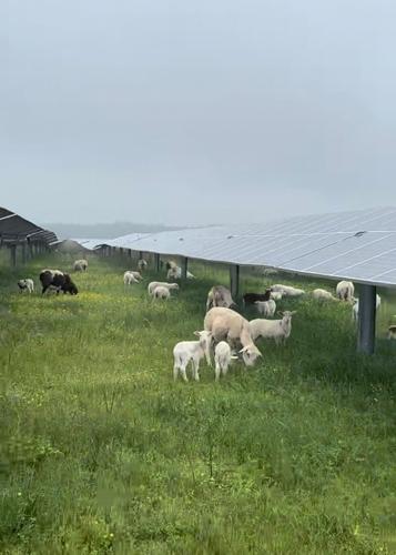 Following trend, St. James nears rules for new solar farms | Business ...