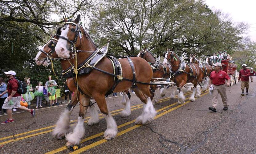 Can't rain on my parade: St. Patrick's Day parade rolls in Baton Rouge ...