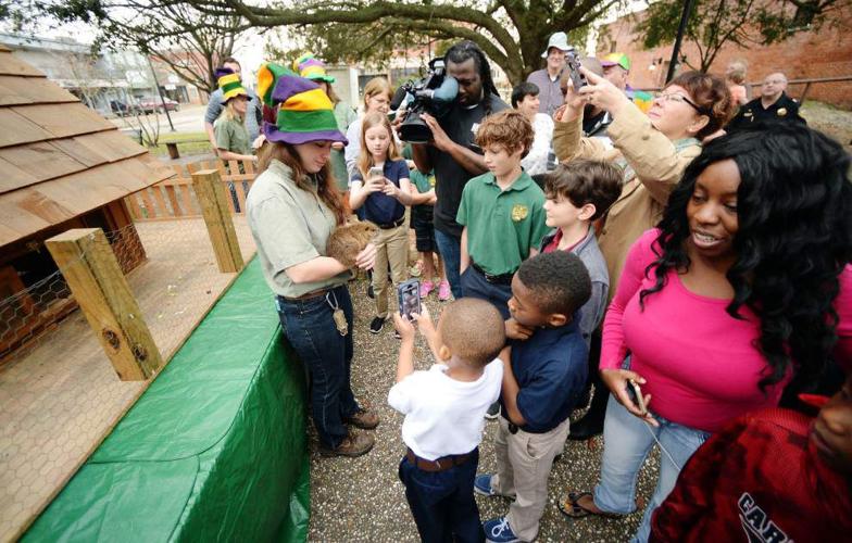‘Cajun Groundhog’ joins fellow rodents in calling for early spring ...