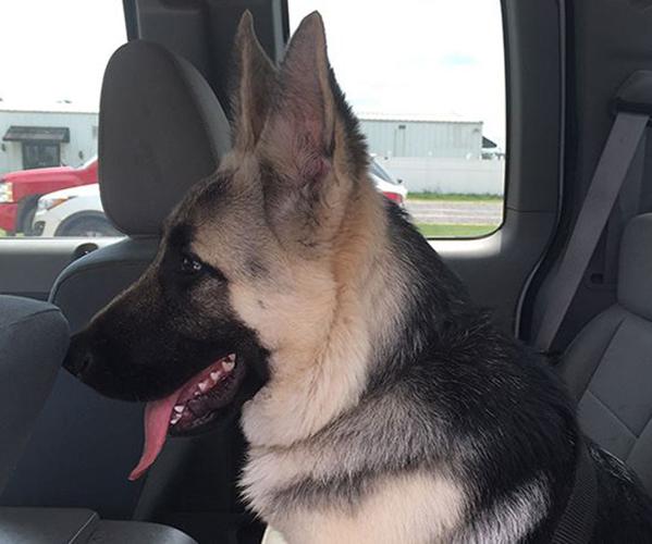Found atop a gasoline tank, German shepherd has new home ...