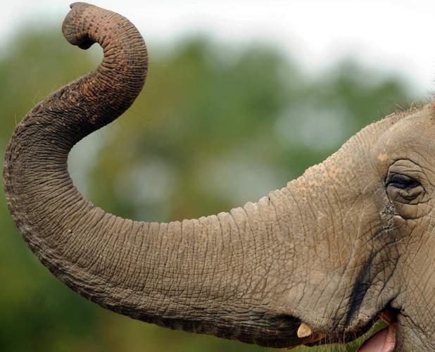 Inside look at Audubon Zoo's new 'awesome' home for elephants | News ...