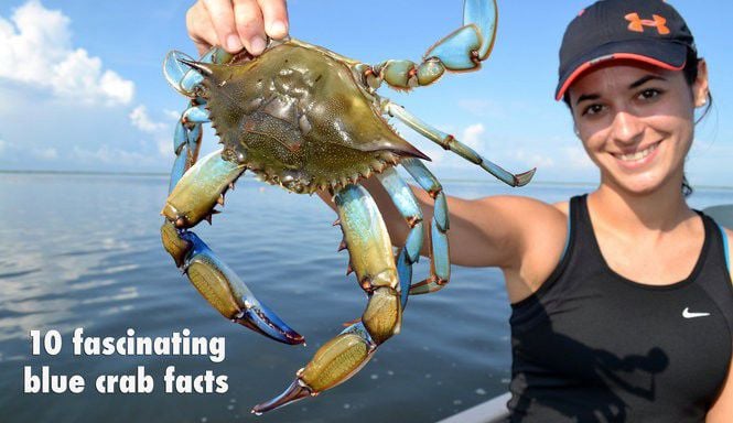 10 fascinating blue crab facts | Louisiana Outdoors | theadvocate.com
