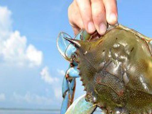 blue crab description