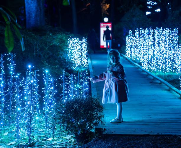 Louisiana Lights at Windrush Gardens transform the landscape | Baton ...