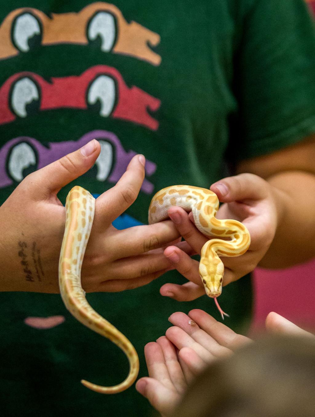 baby pearl burmese python