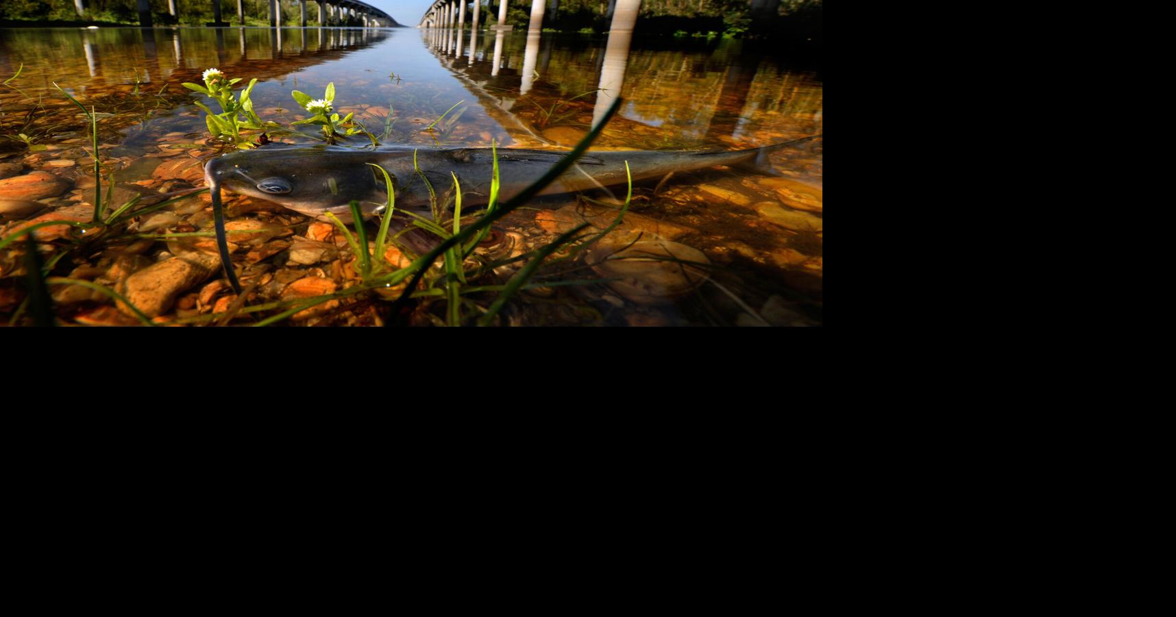 Post-storm fish kills show up | Louisiana Outdoors | theadvocate.com