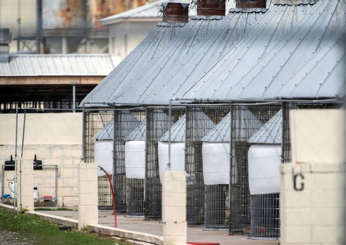 PETA calls on USDA to probe UL's monkey research lab | News ...
