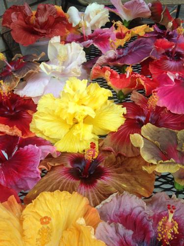 Love blooms: Hibiscus is a passion for Metairie gardener | Home Garden ...