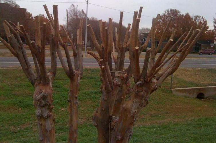 Adhering to myth on pruning crape myrtles can cause damage ...