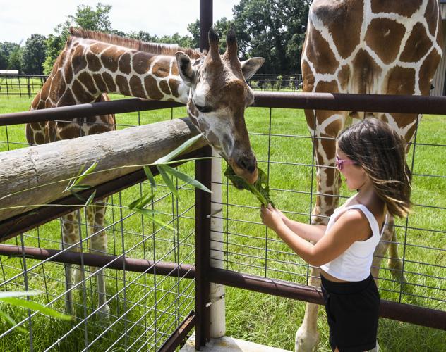 Photos: World Giraffe Day | Photos | theadvocate.com