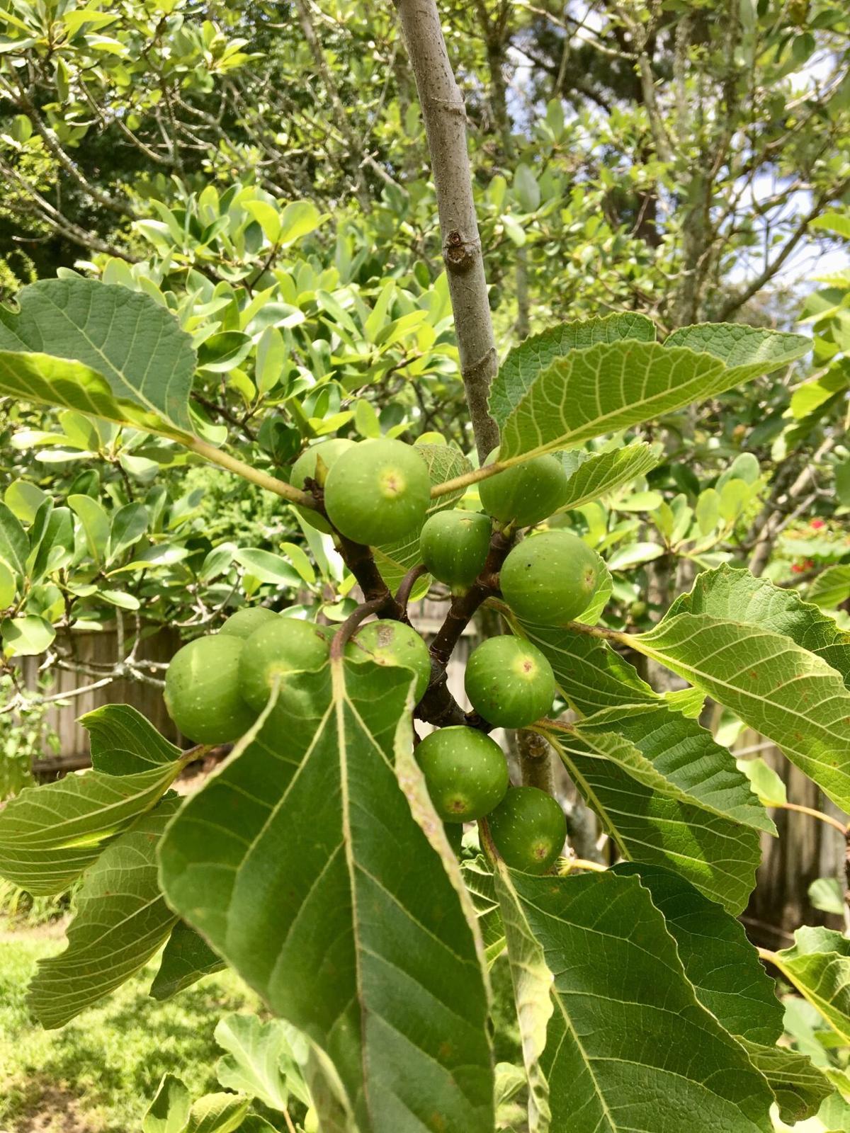 Fig history, care and best varieties | Home/Garden | theadvocate.com