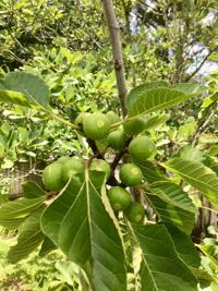 Fig history, care and best varieties | Home/Garden | theadvocate.com