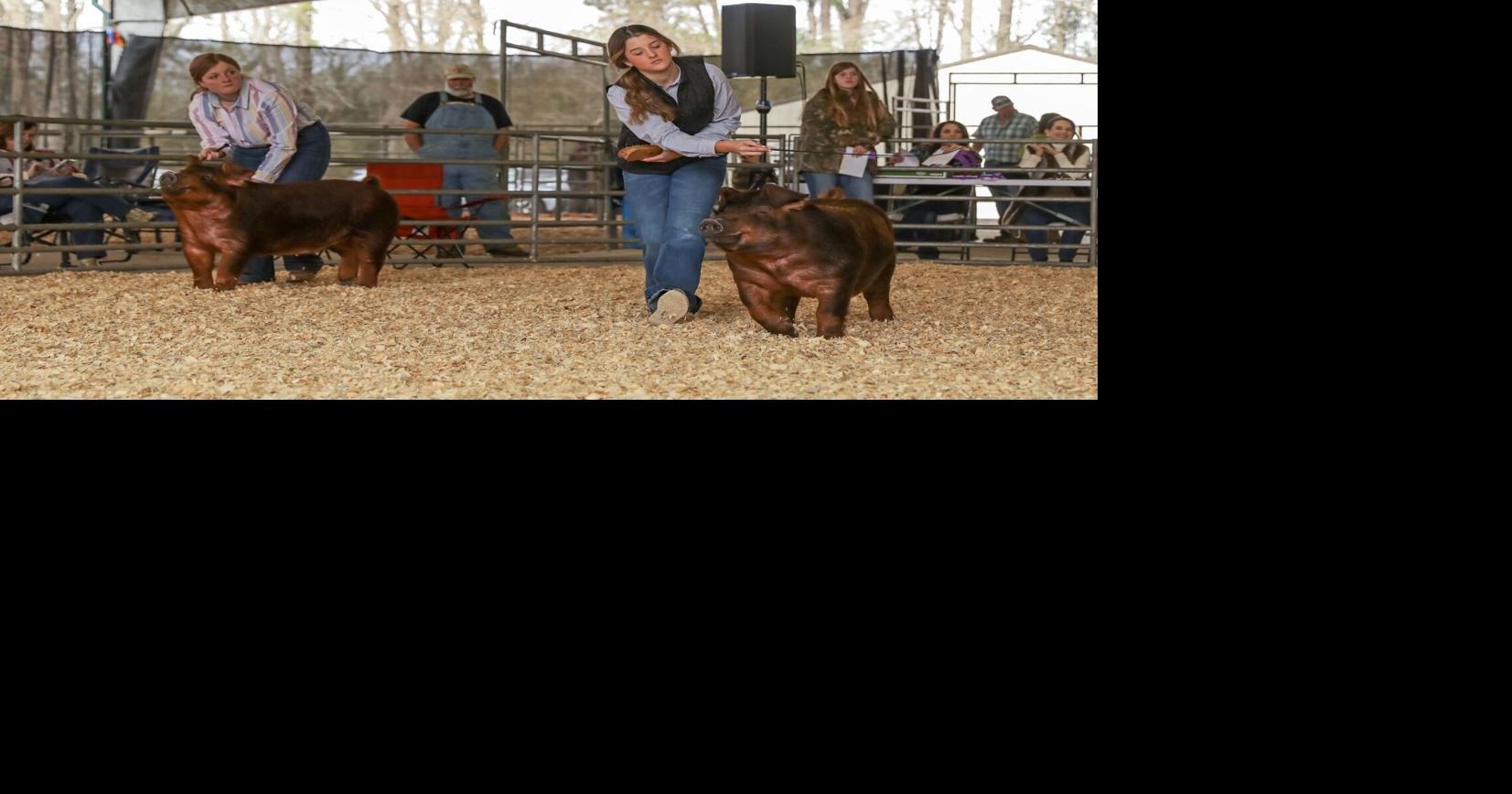 Livestock exhibitors and their animal compete in Feliciana Livestock ...